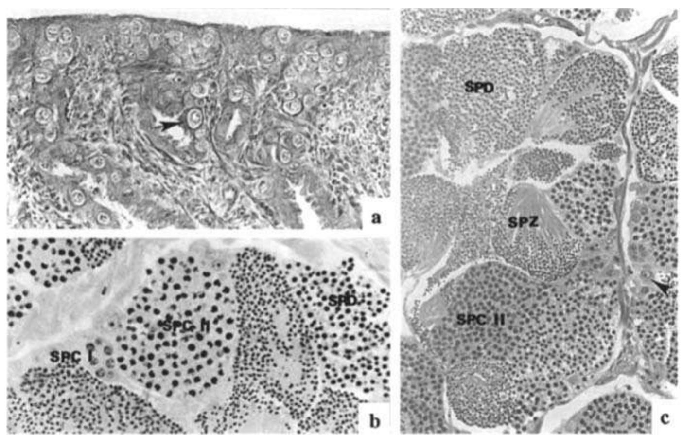 Developmental stages in testis of the mediterranean