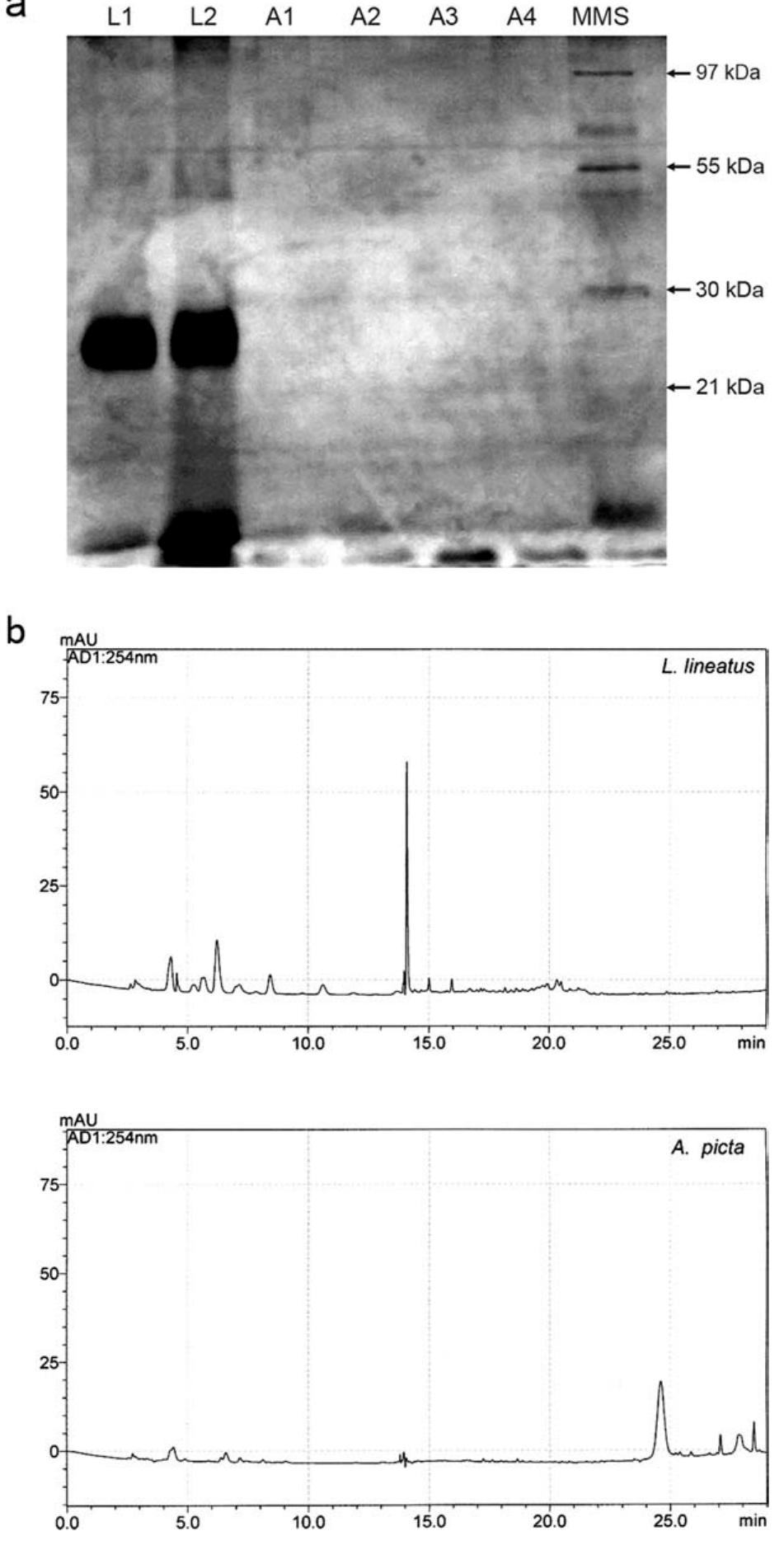 Biochemistry of the skin secretions. (a) sds-page. l1 and l2