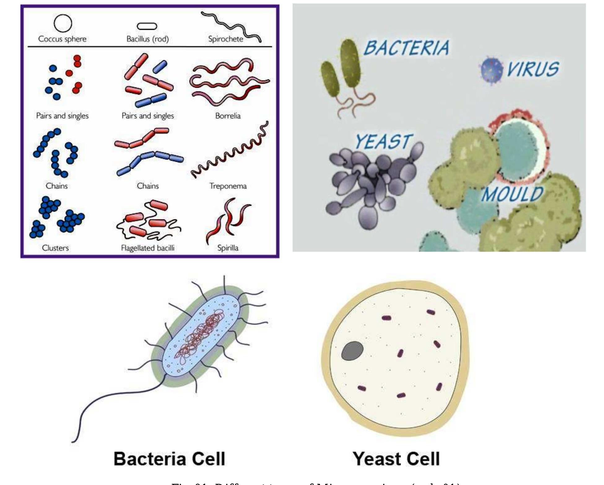 Figure 1 - Uses of Microorganisms in Agriculture, Industry