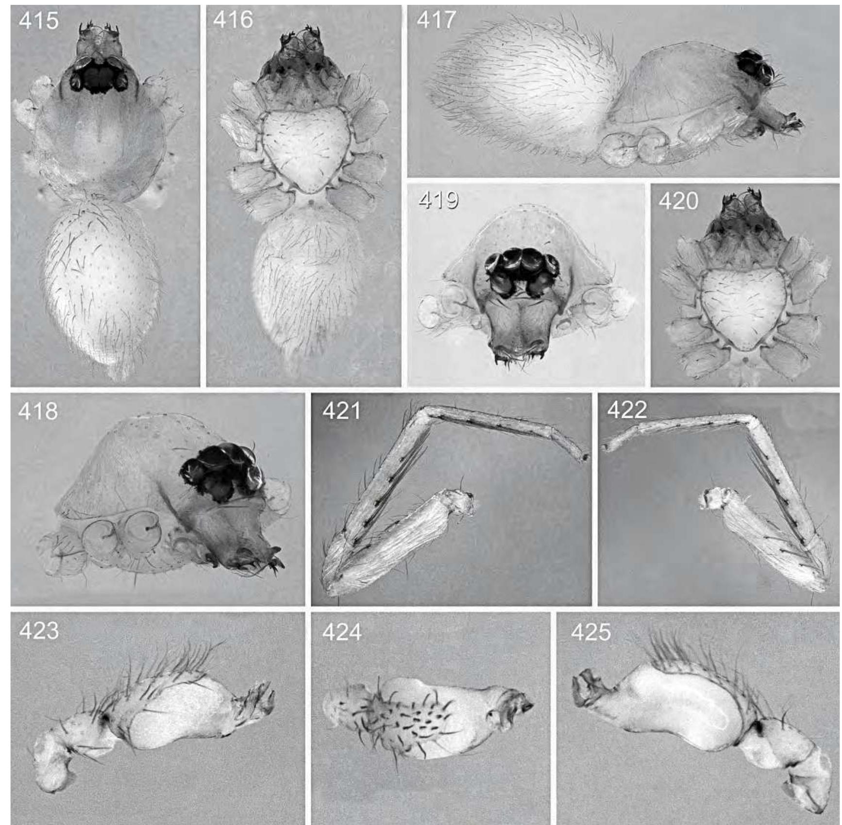 S. 415-425. predatoroonops mctiernani, n. sp., male.