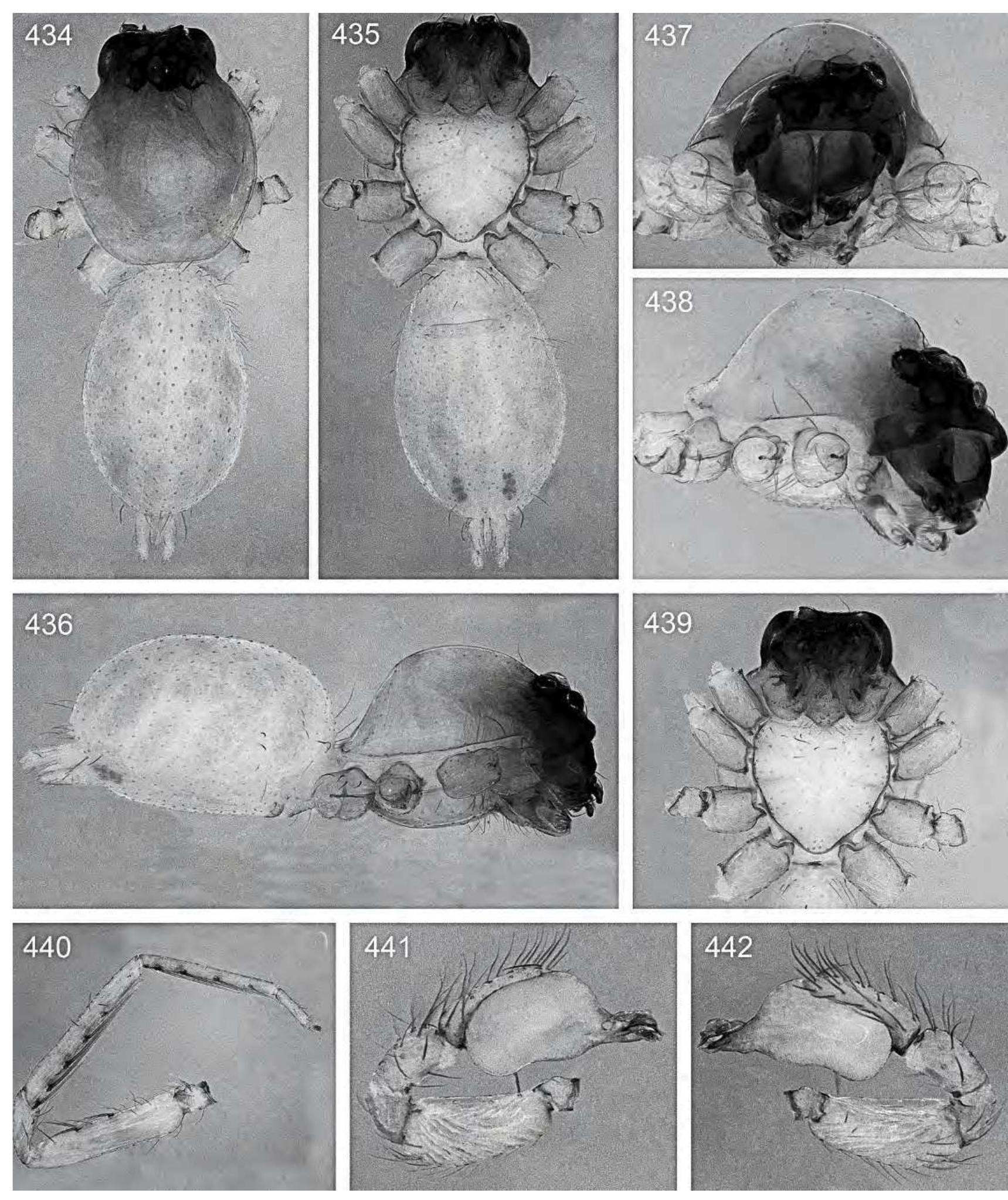 S. 434-442. predatoroonops chicano, n. sp., male. 434-436,