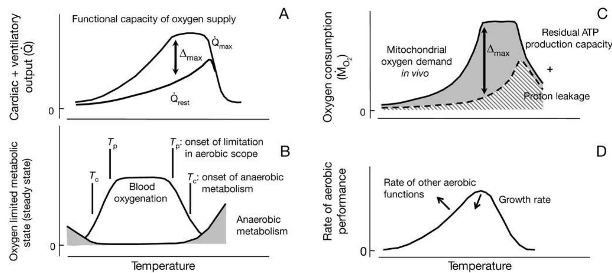 Schematic model of oxygen-limited thermal tolerance and