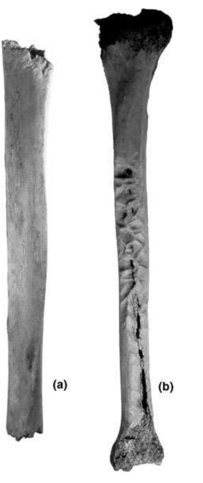 carnivore and rodent-modified human bone from the william
