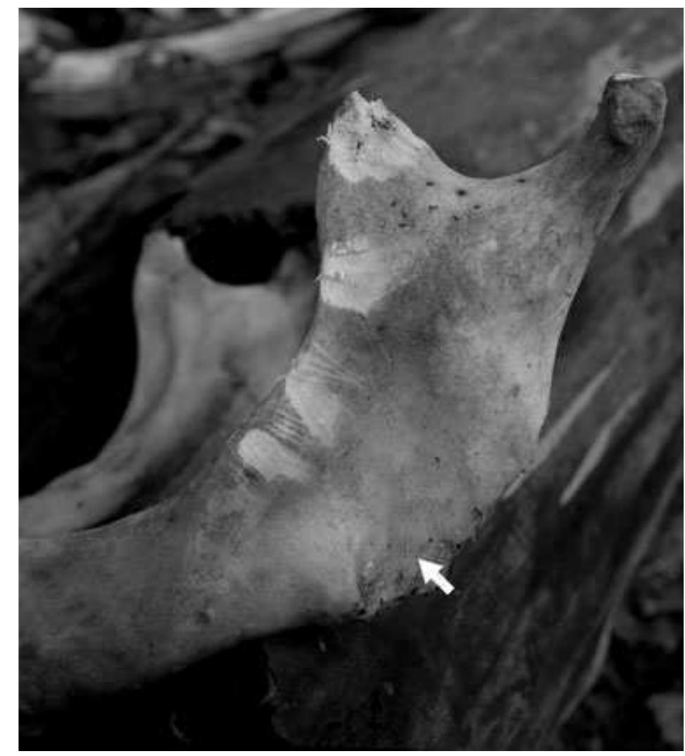 human mandible from a skeleton that had decomposed for 33
