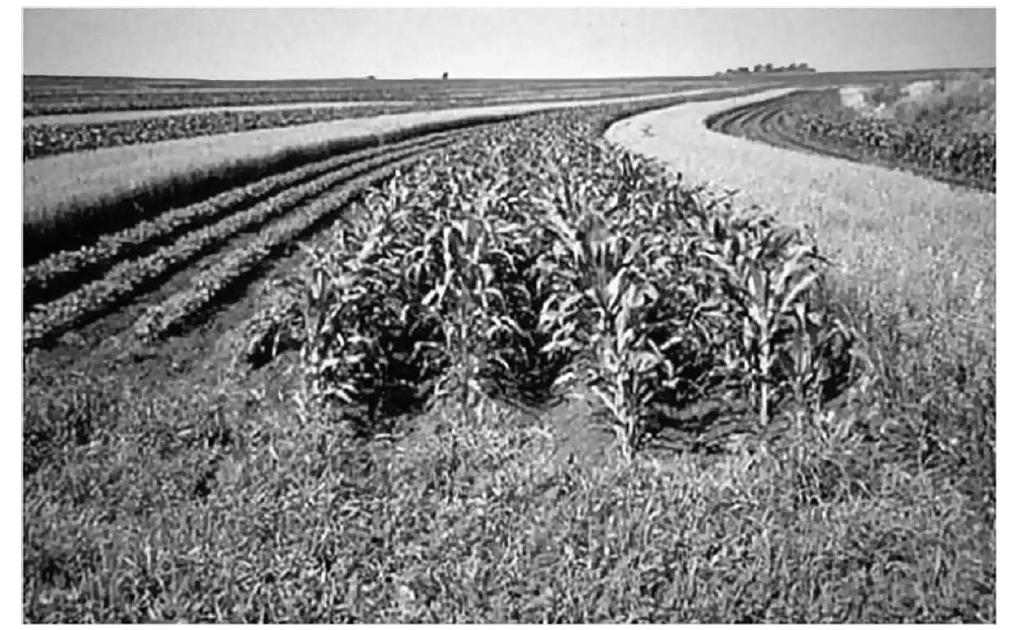 Intercropping system provides advantages as at least one