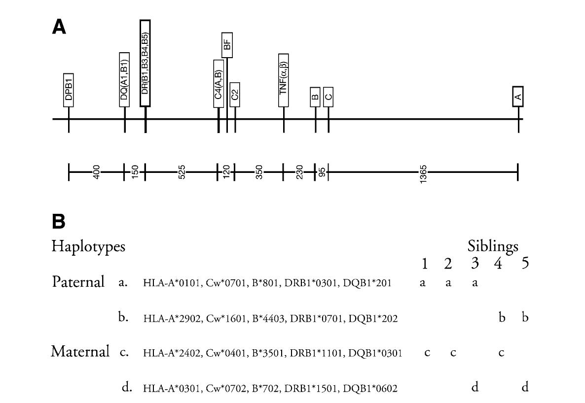 Figure 2 - from Chimerism and tetragametic chimerism in