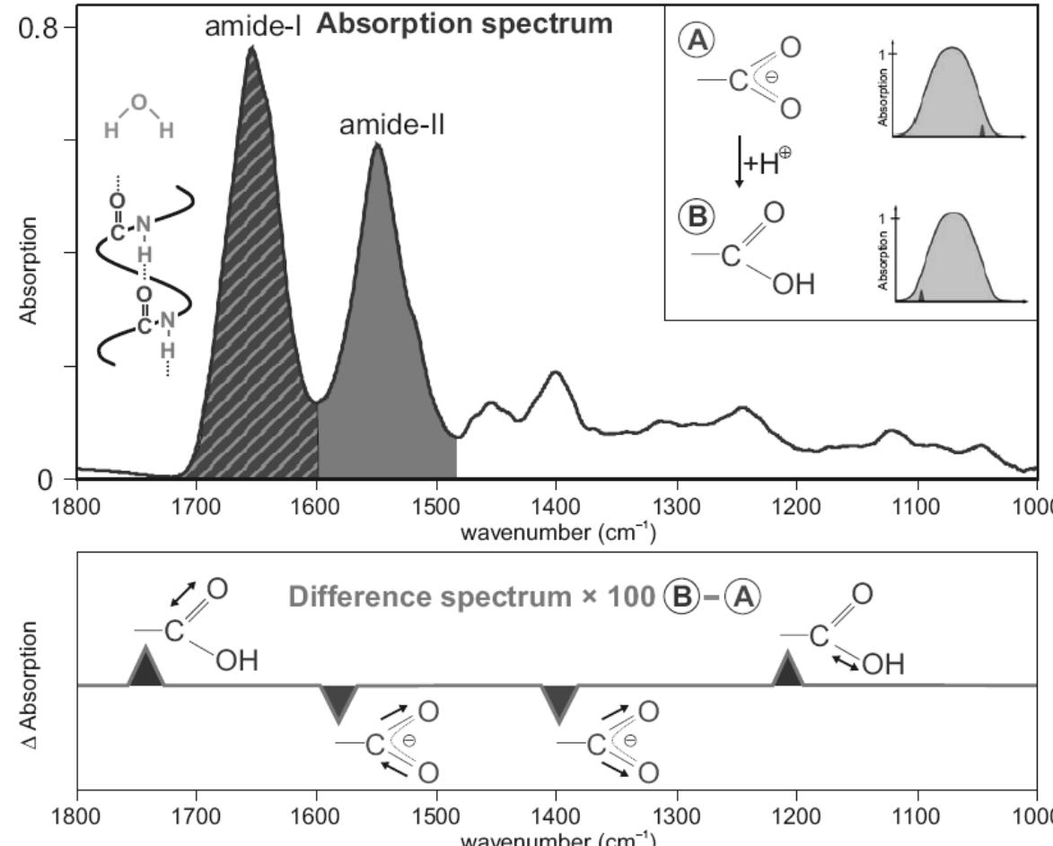 Absorption spectrum of a protein solution. the amide i (c=o