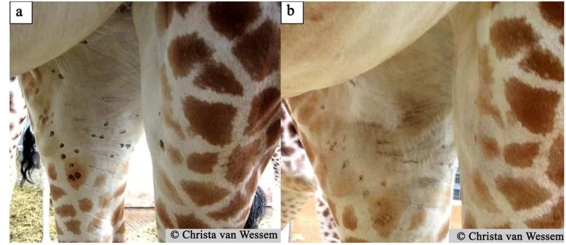 Figure 8 - from Regional variation of the manifestation,