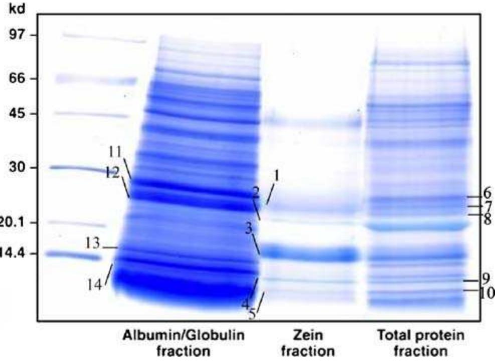 Sds-page profile of the three protein fractions (albumin/
