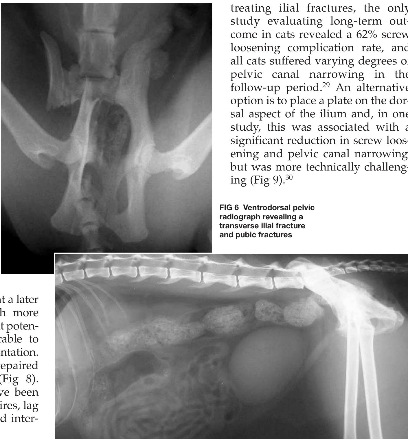 Lateral abdominal radiograph revealing megacolon as a
