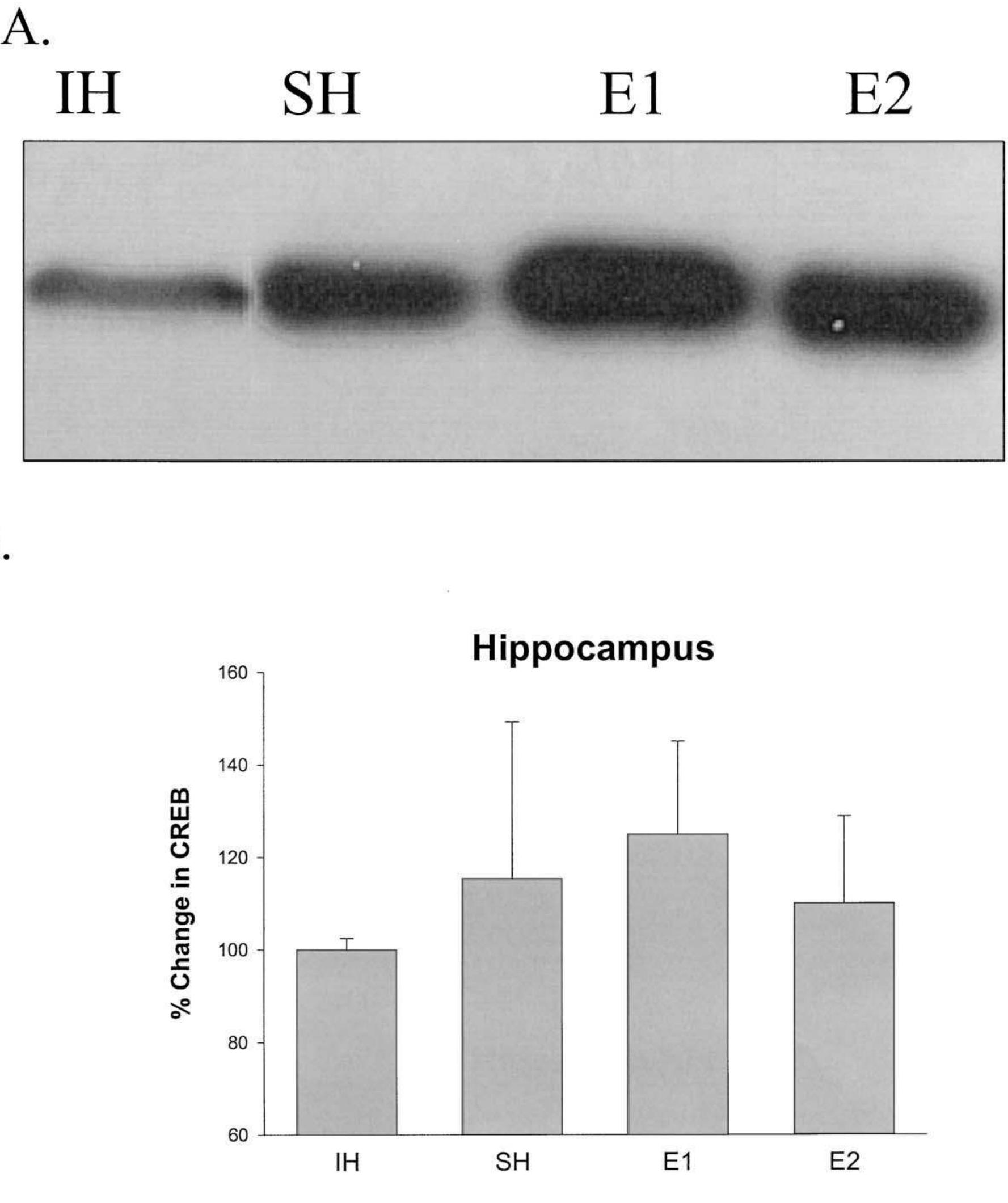 (a) representative western blot for creb protein expression