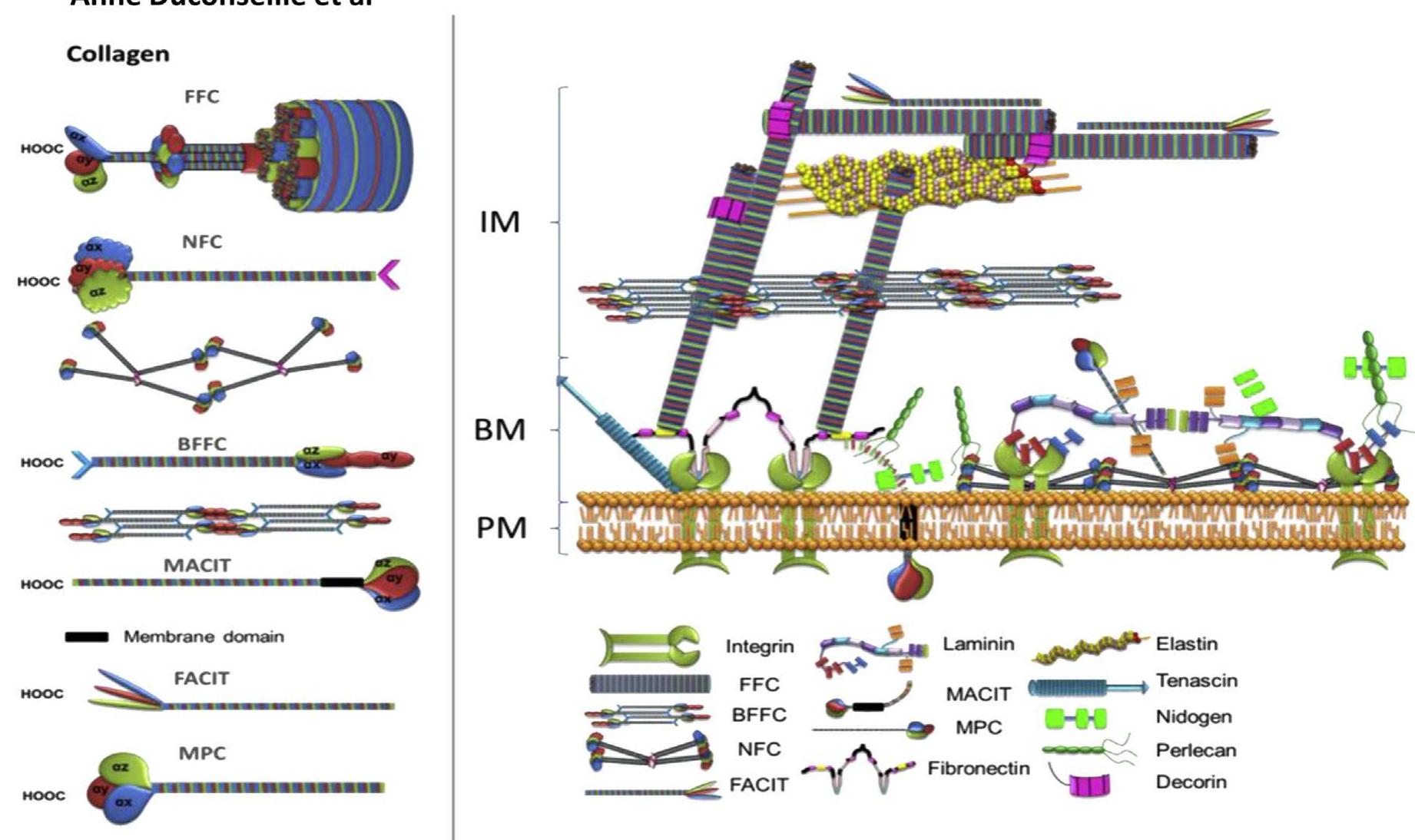Schematic representation of collagens structures
