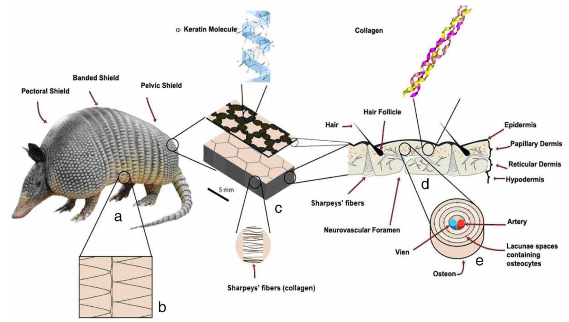 (PDF) Armadillo armor: Mechanical testing and micro-structural evaluation