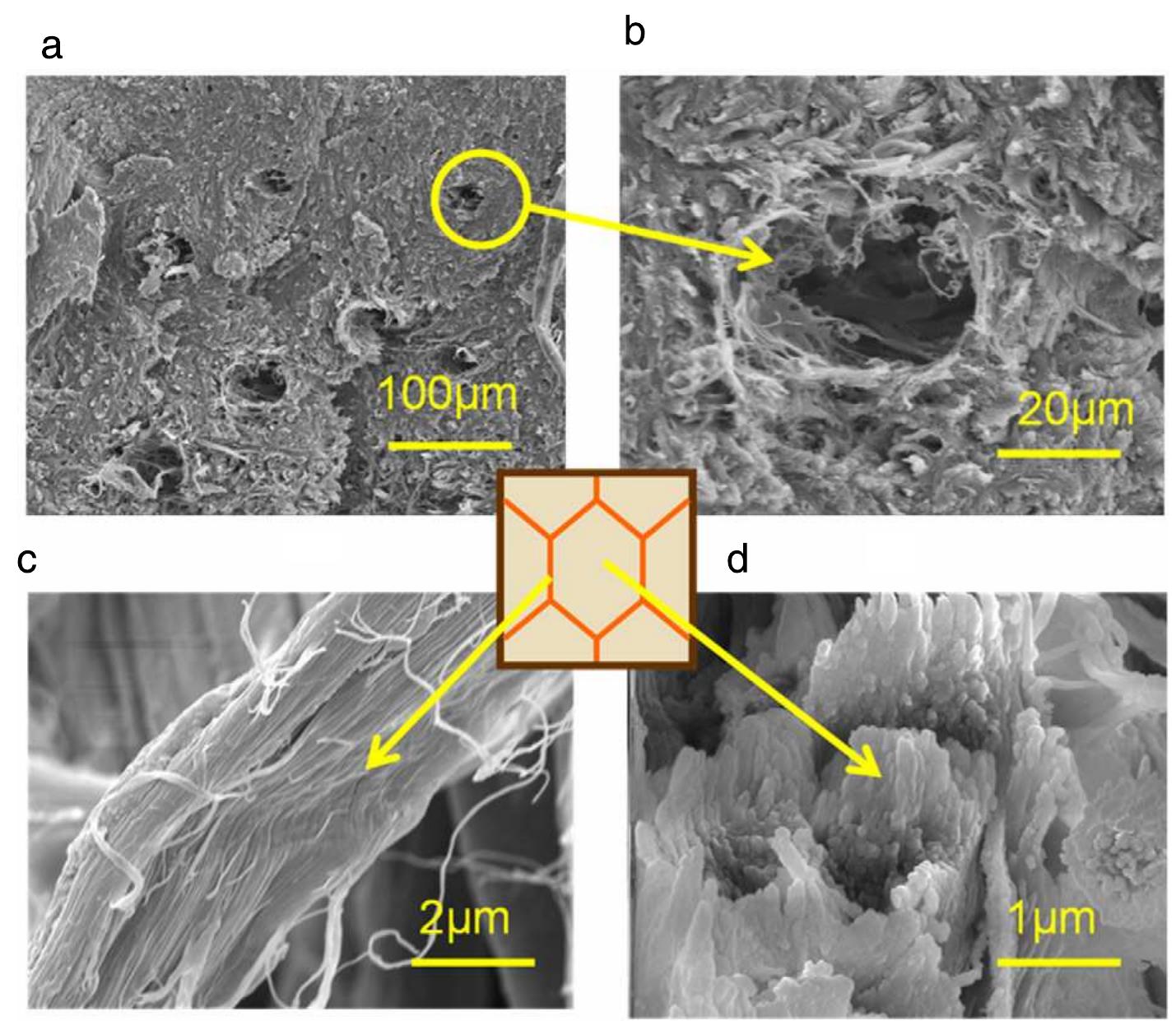 - sem micrographs of the fracture surface of the osteoderm.