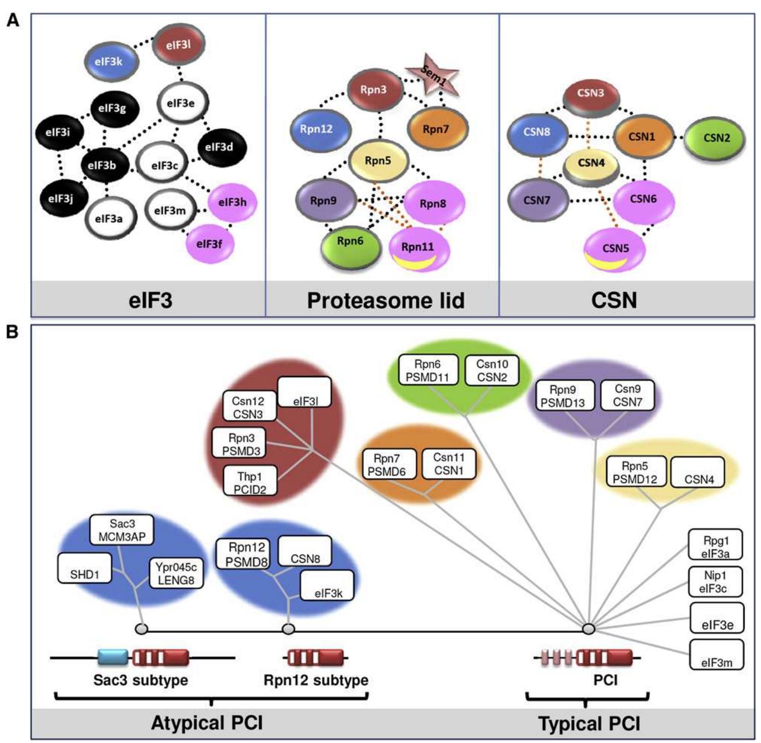 Classification and arrangement of fci proteins (a) schematic