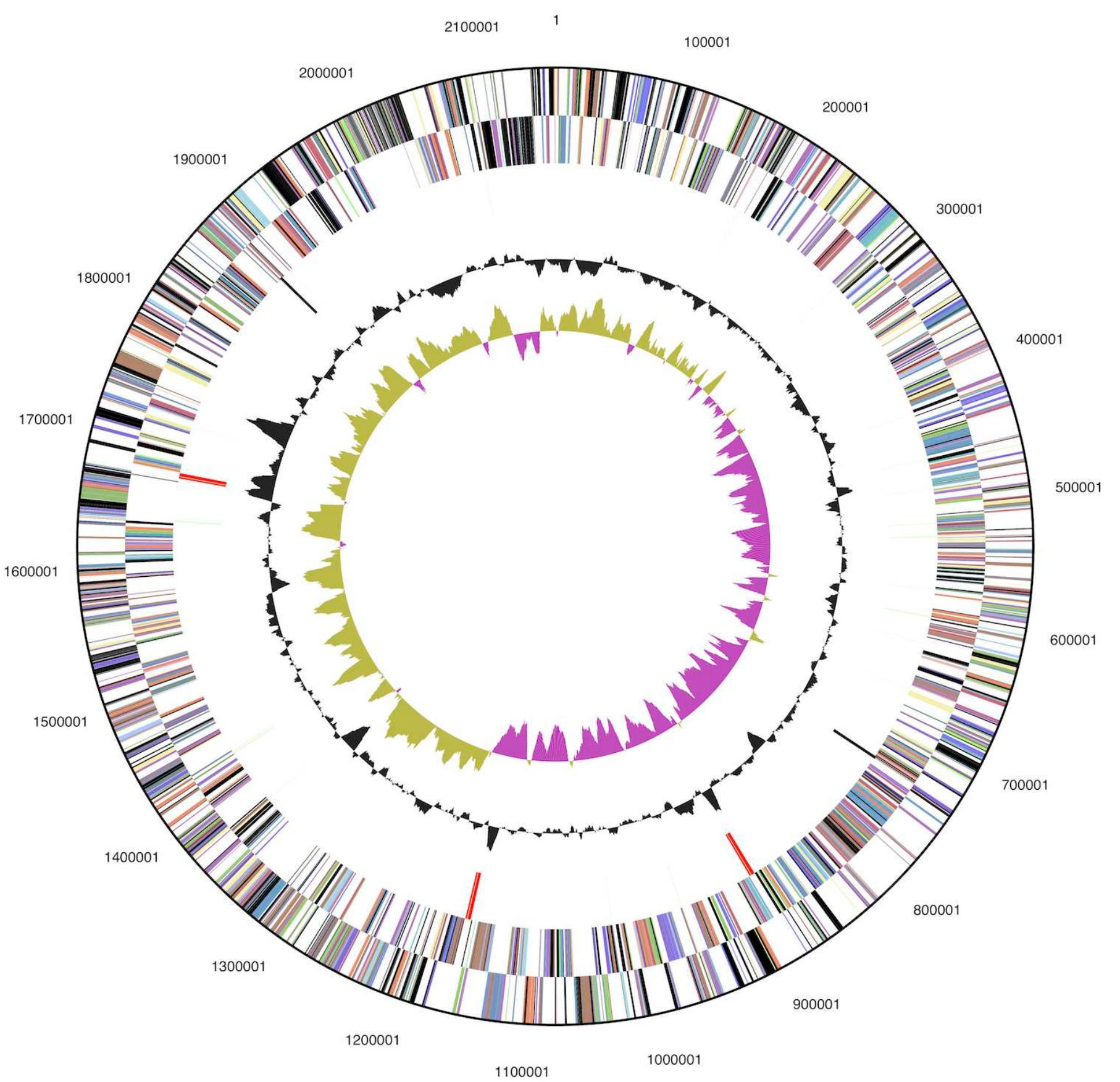 Graphical circular map of the chromosome. from outside to