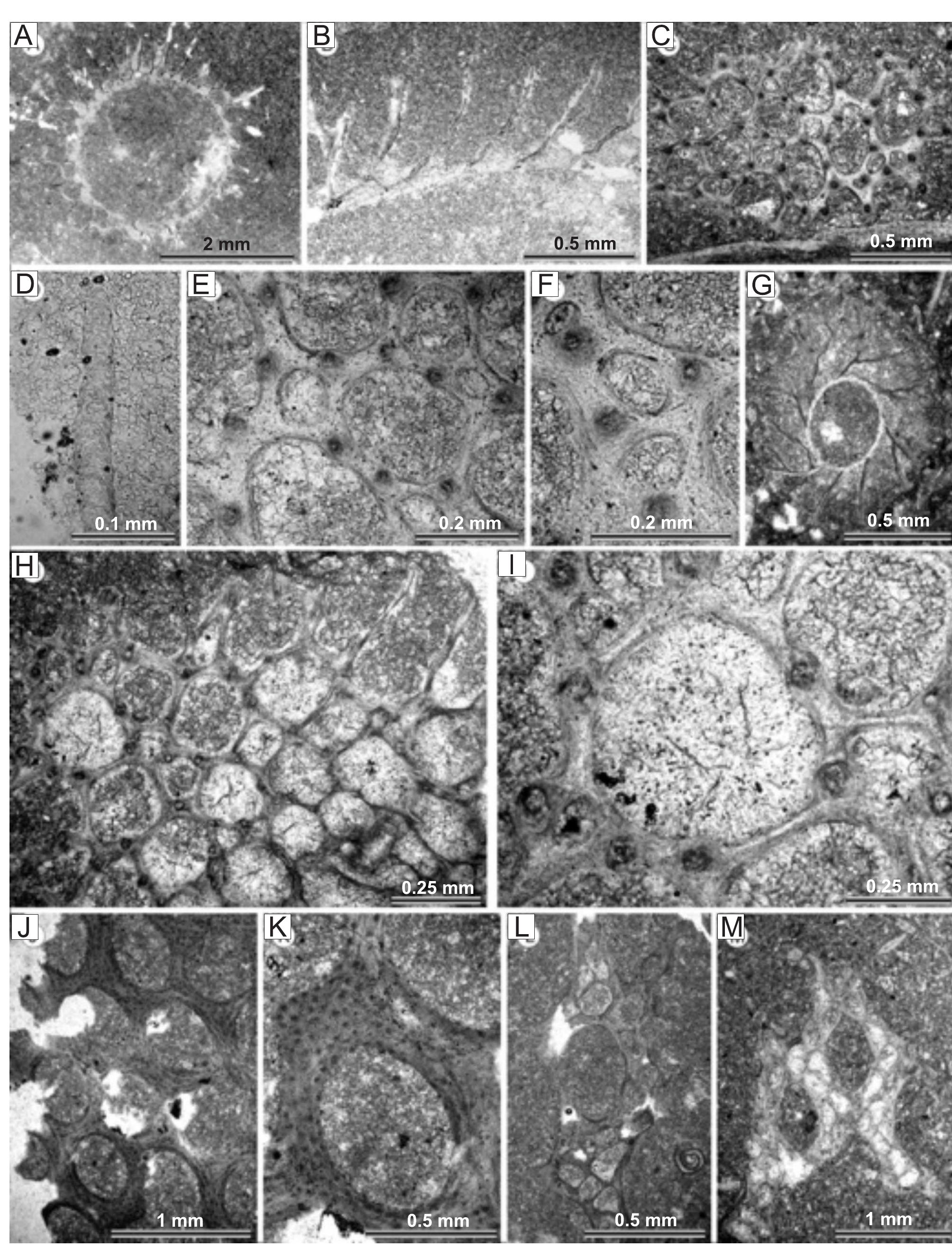 A-f — dyscritella tubulosa morozova, 1970 (a— cross-section