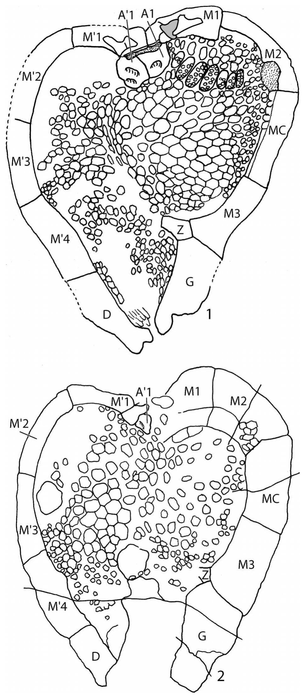—thecal drawings for each specimen of cardiocystella