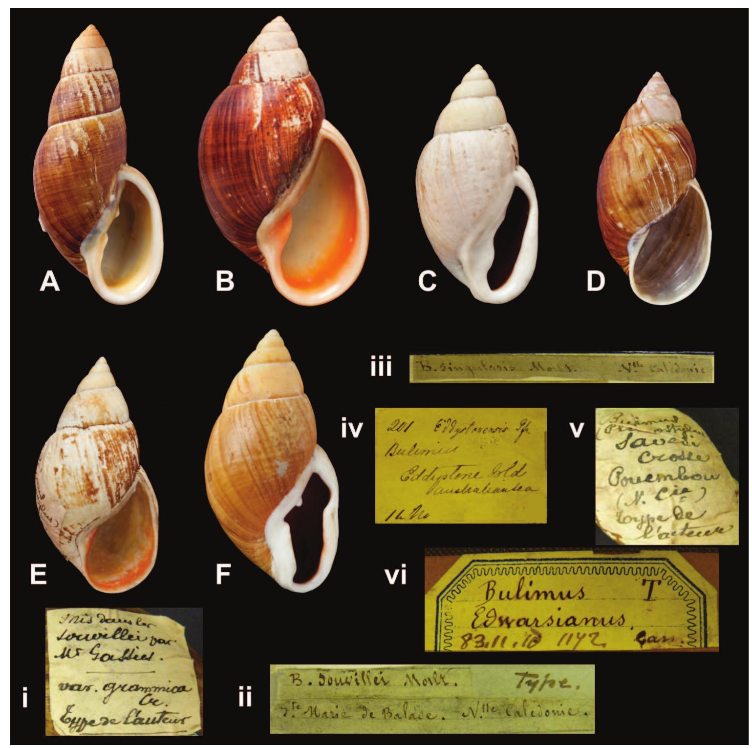 Placostylus species. a, i p fibratus goroensis (souverbie in