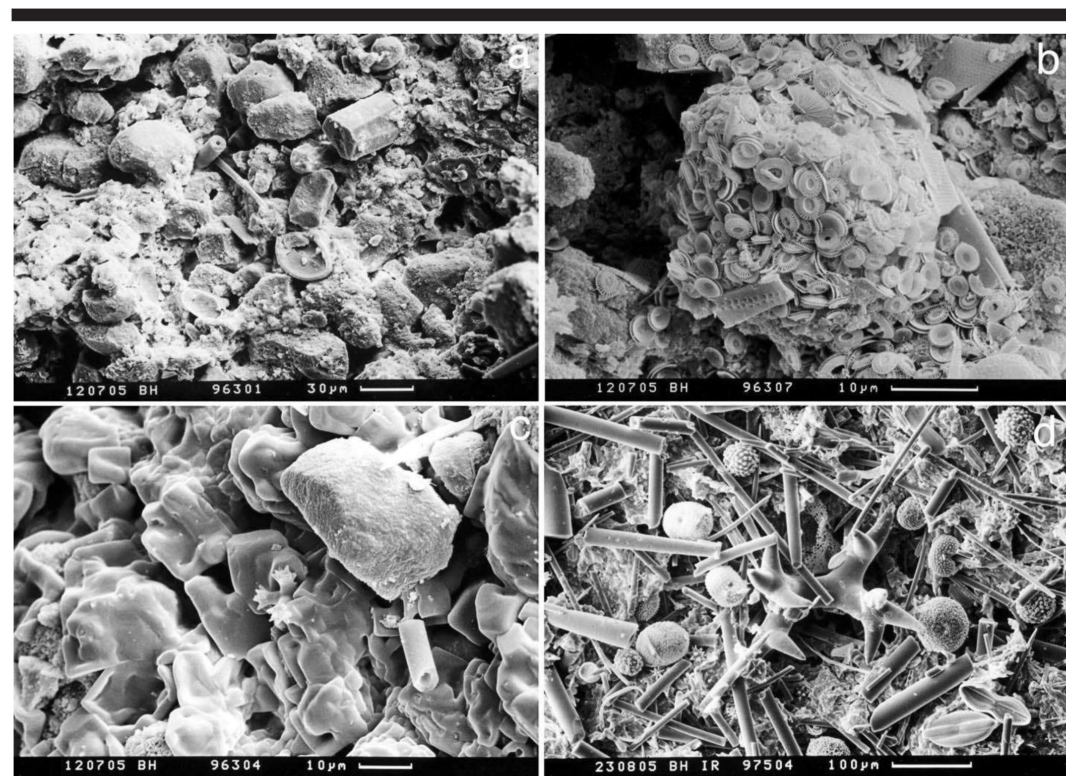 Sem photos of laminated sediment (short core 4). (a)