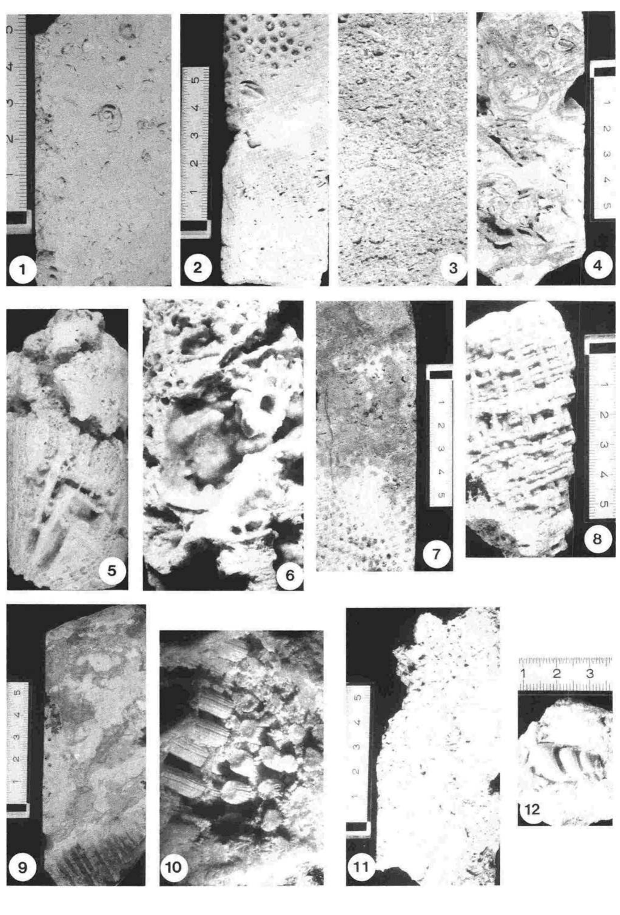 Figure 3 - Key Largo Limestone revisited: Pleistocene