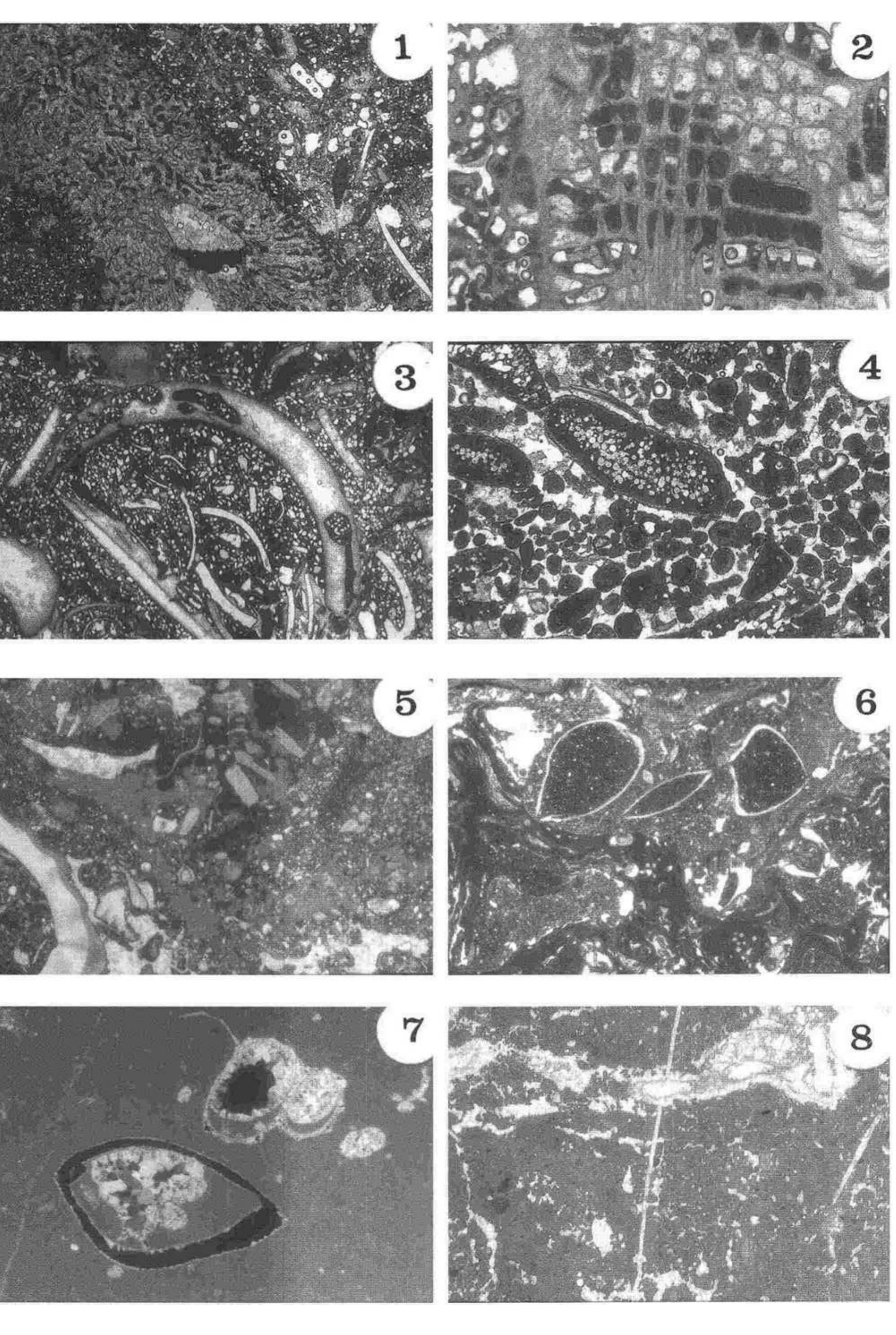 Figure 4 - Key Largo Limestone revisited: Pleistocene