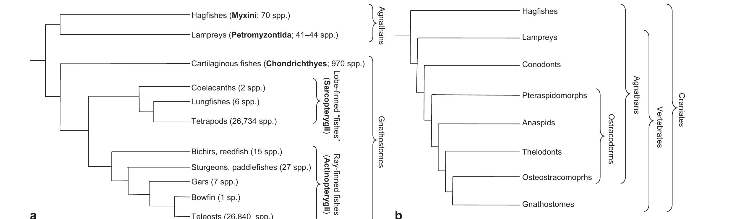 Figure 2 - from Introduction: A Surfeit of Lampreys