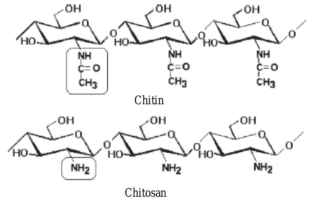 The chemical structure of chitin and chitosan”’ its amino