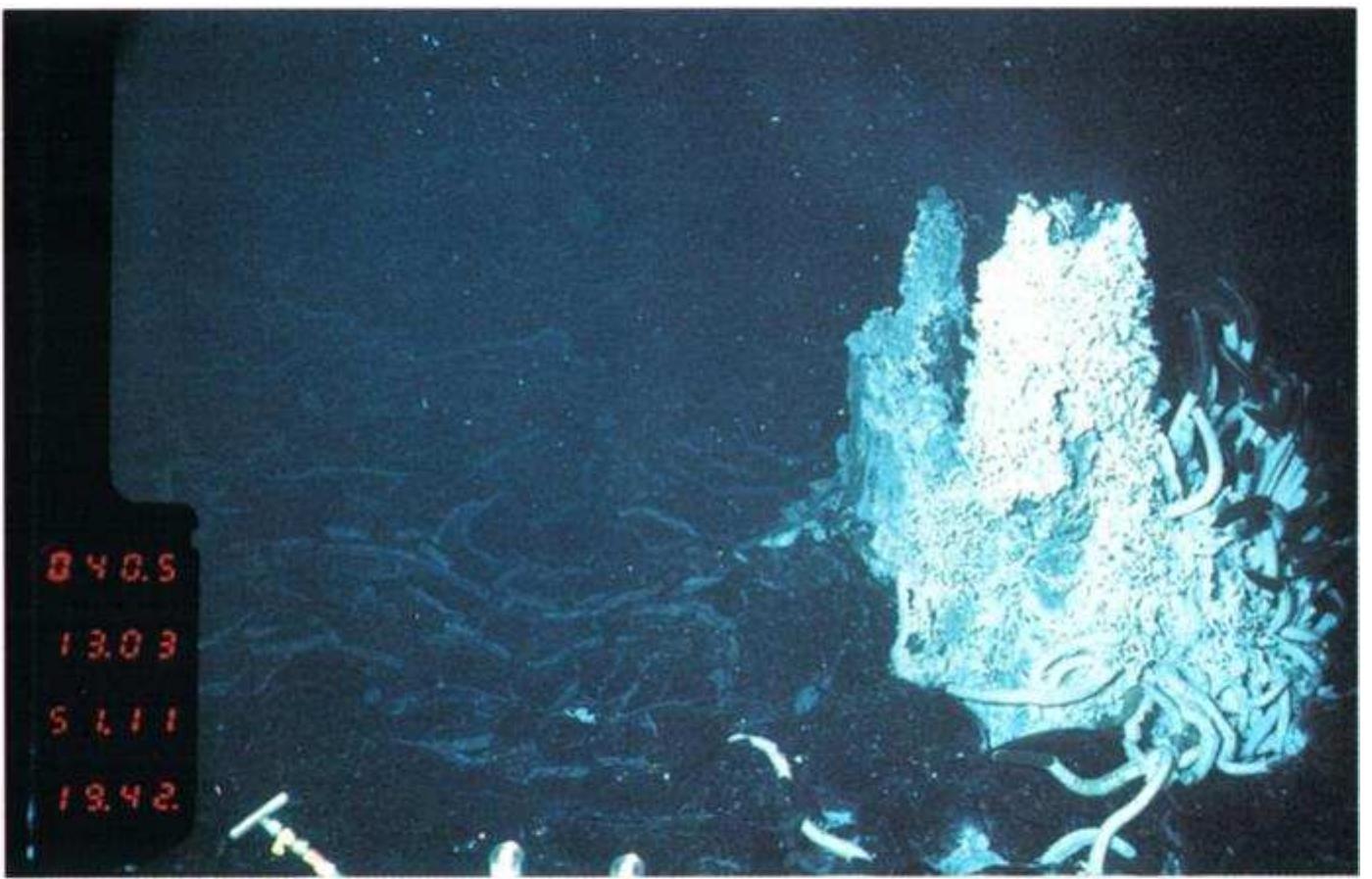 Figure 16 - from Ecology of deep-sea hydrothermal vent