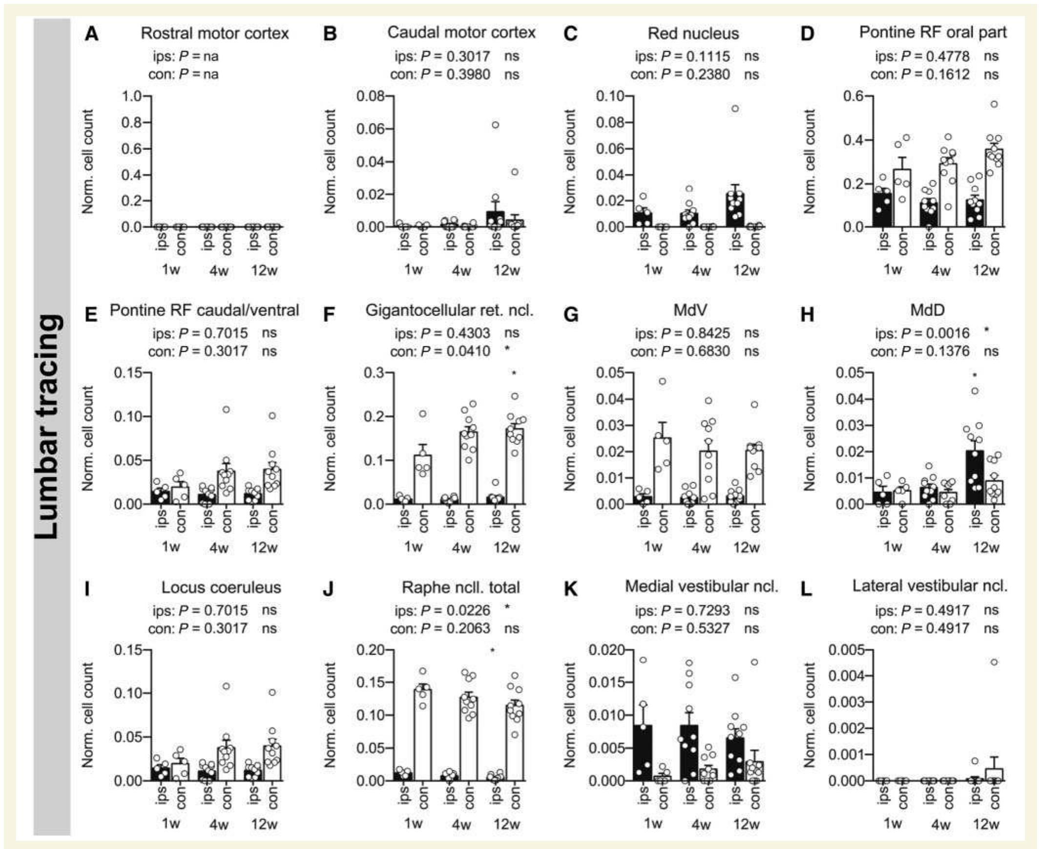Normalized results of retrograde tracing from the
