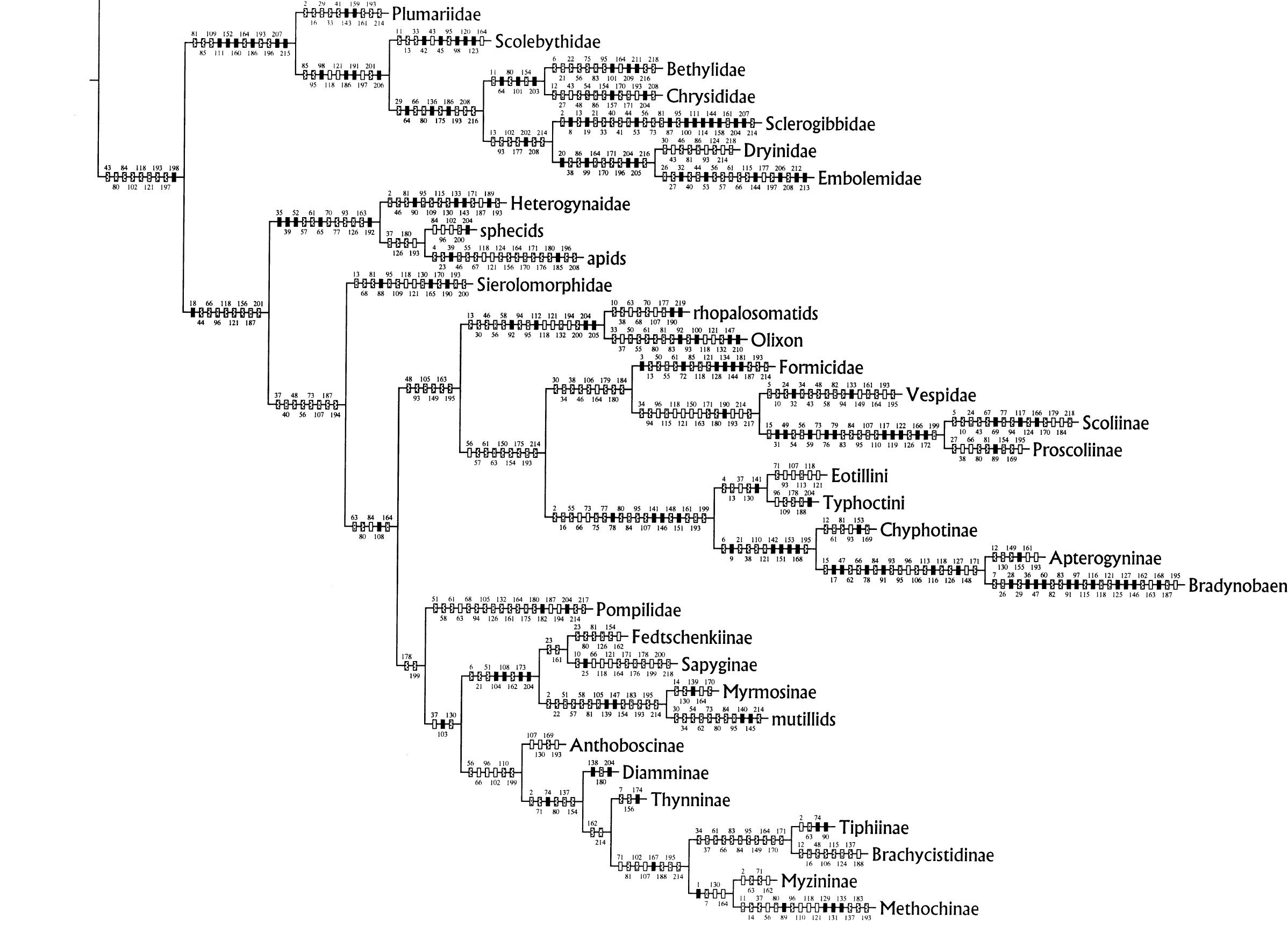 Figure 10 - from Phylogeny and evolution of wasps, ants and