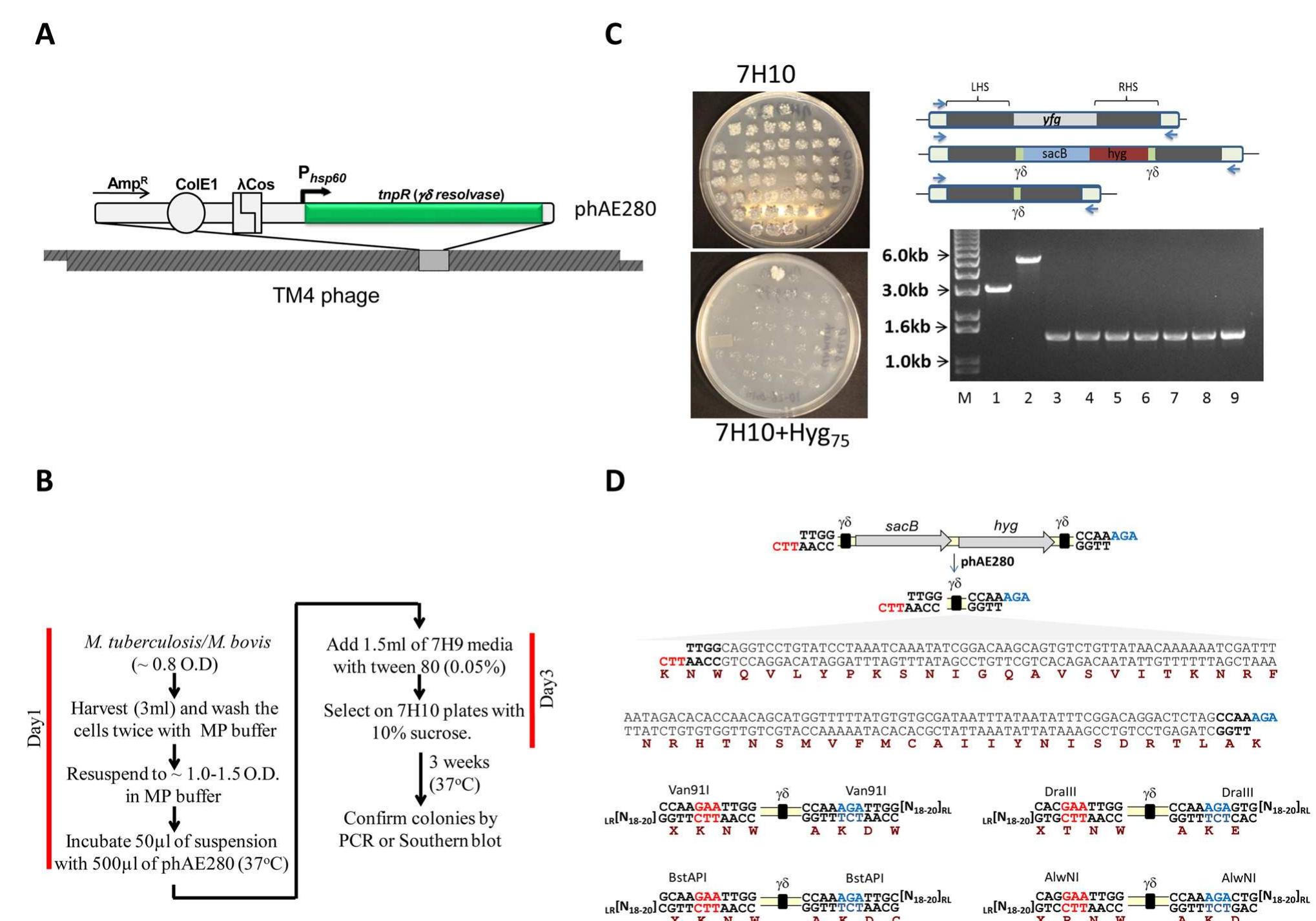 Phage-mediated unmarking. (a) schematic of the