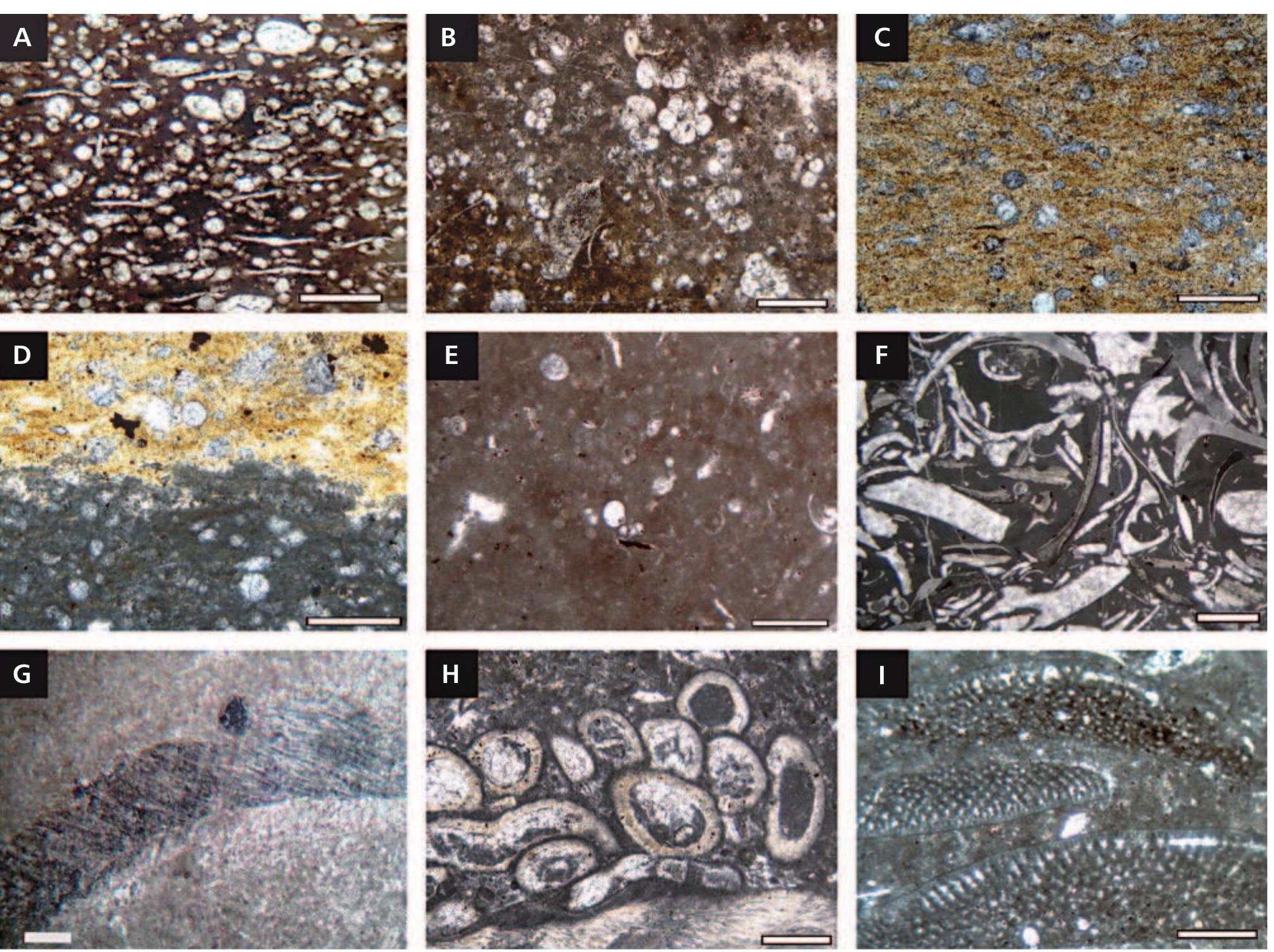 Outer and mid ramp microfacies types of the dariyan