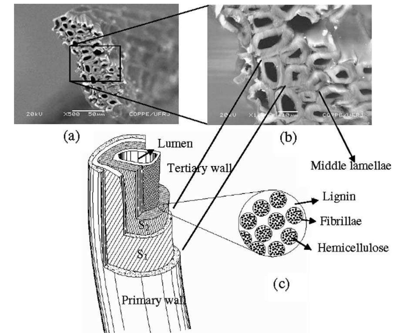 Fiber-cell microstructure: (a) cross-section view showing