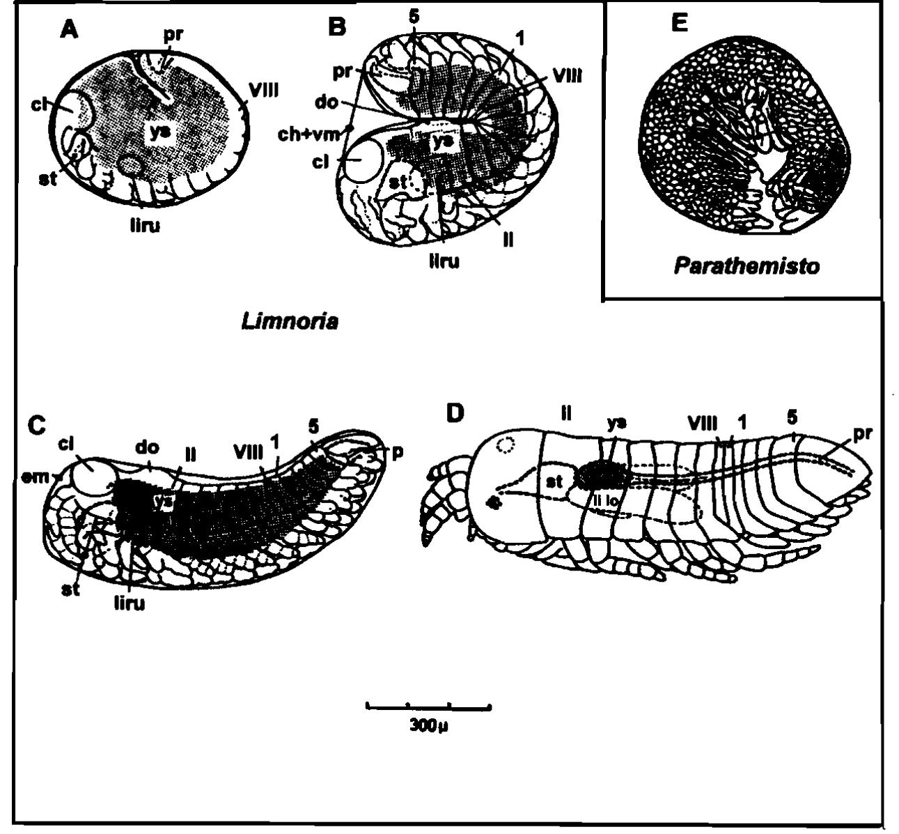 Embryonic stages of the isopod limnoria lignorum. stages a
