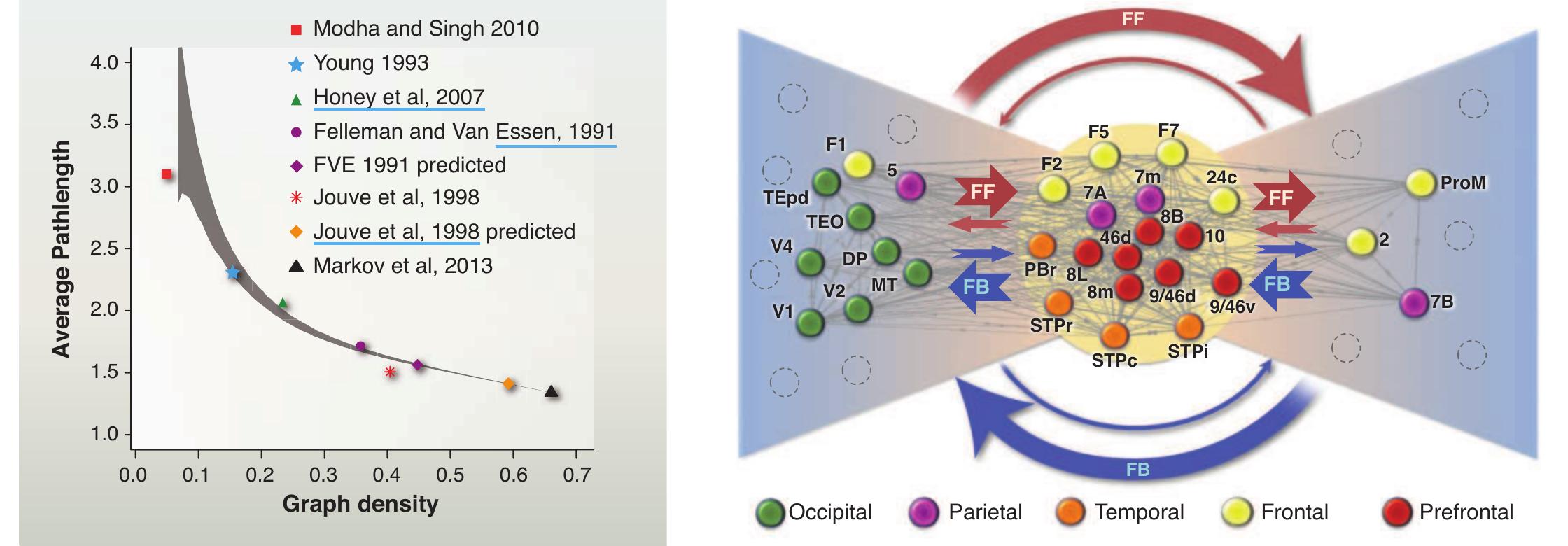 Density and topology of the cortical graph. (left) the 66%