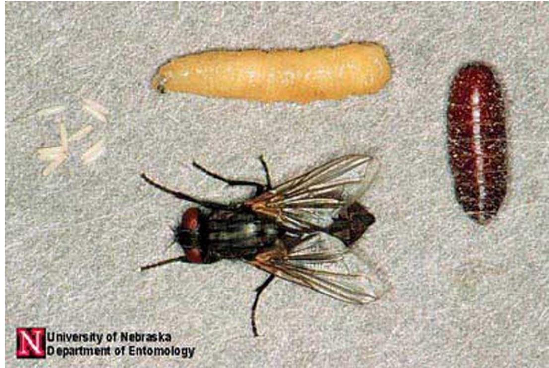 Life cycle of the house fly, musca domestica linnaeus.