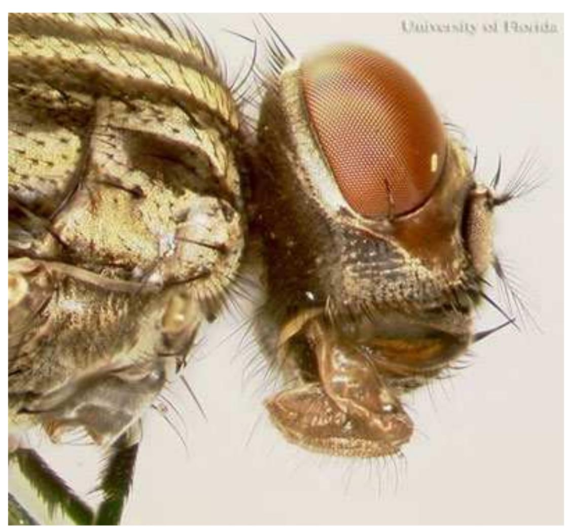 Lateral view of the head of an adult house fly, musca