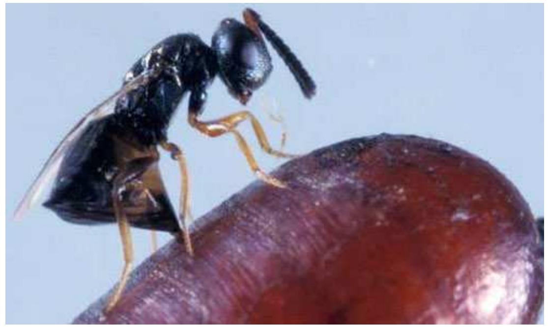 (PDF) House fly, Musca domestica Linnaeus1