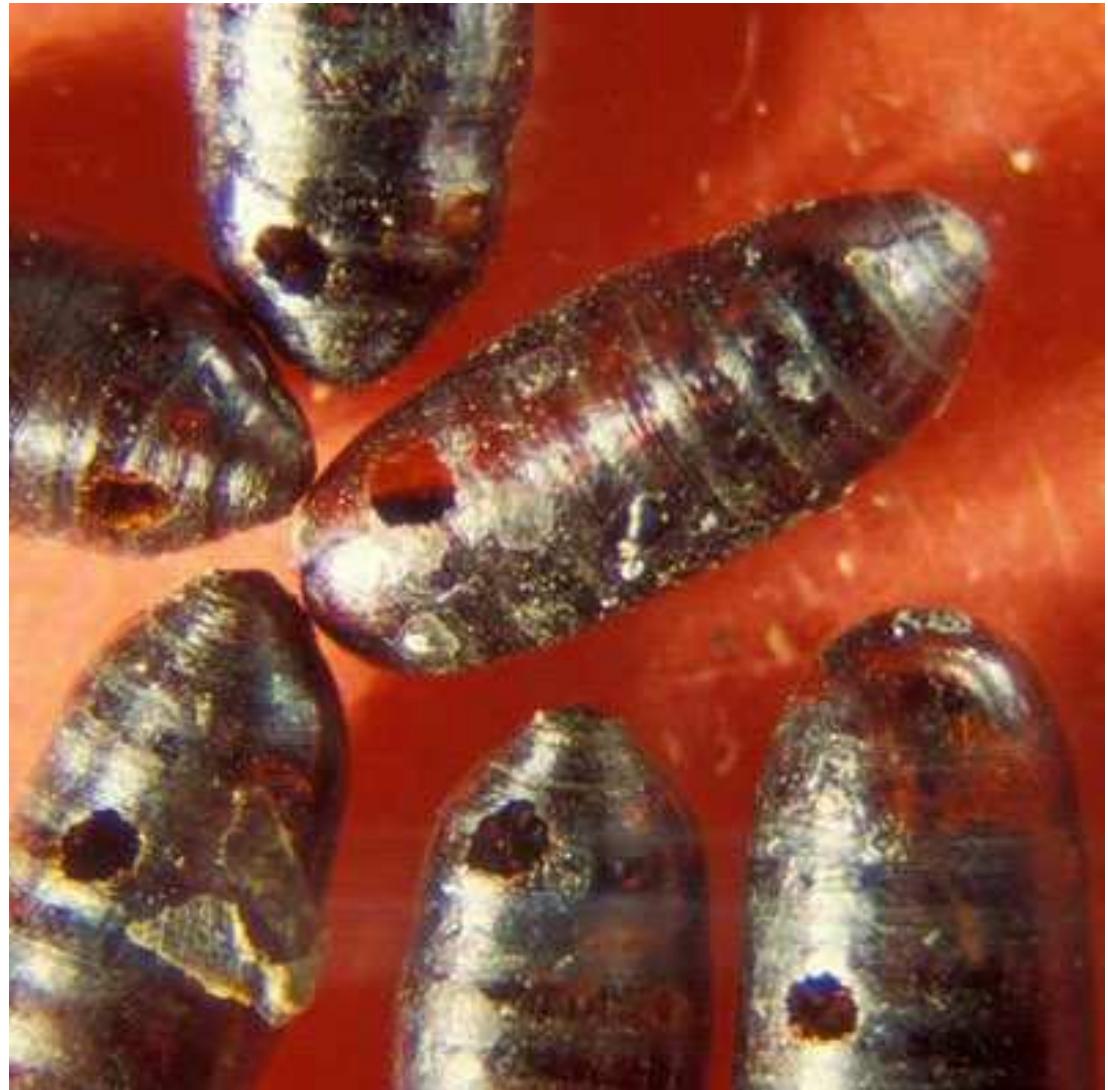 (PDF) House fly, Musca domestica Linnaeus1