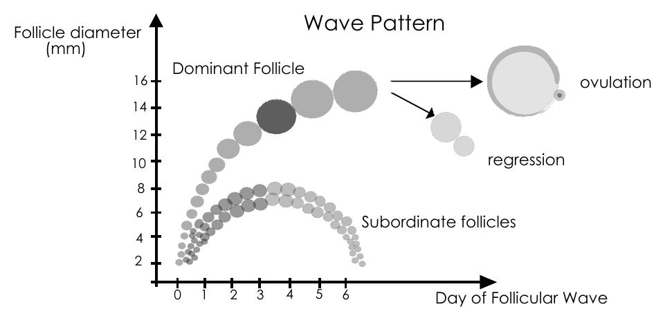 A schematic illustration of wave- like follicle growth. a