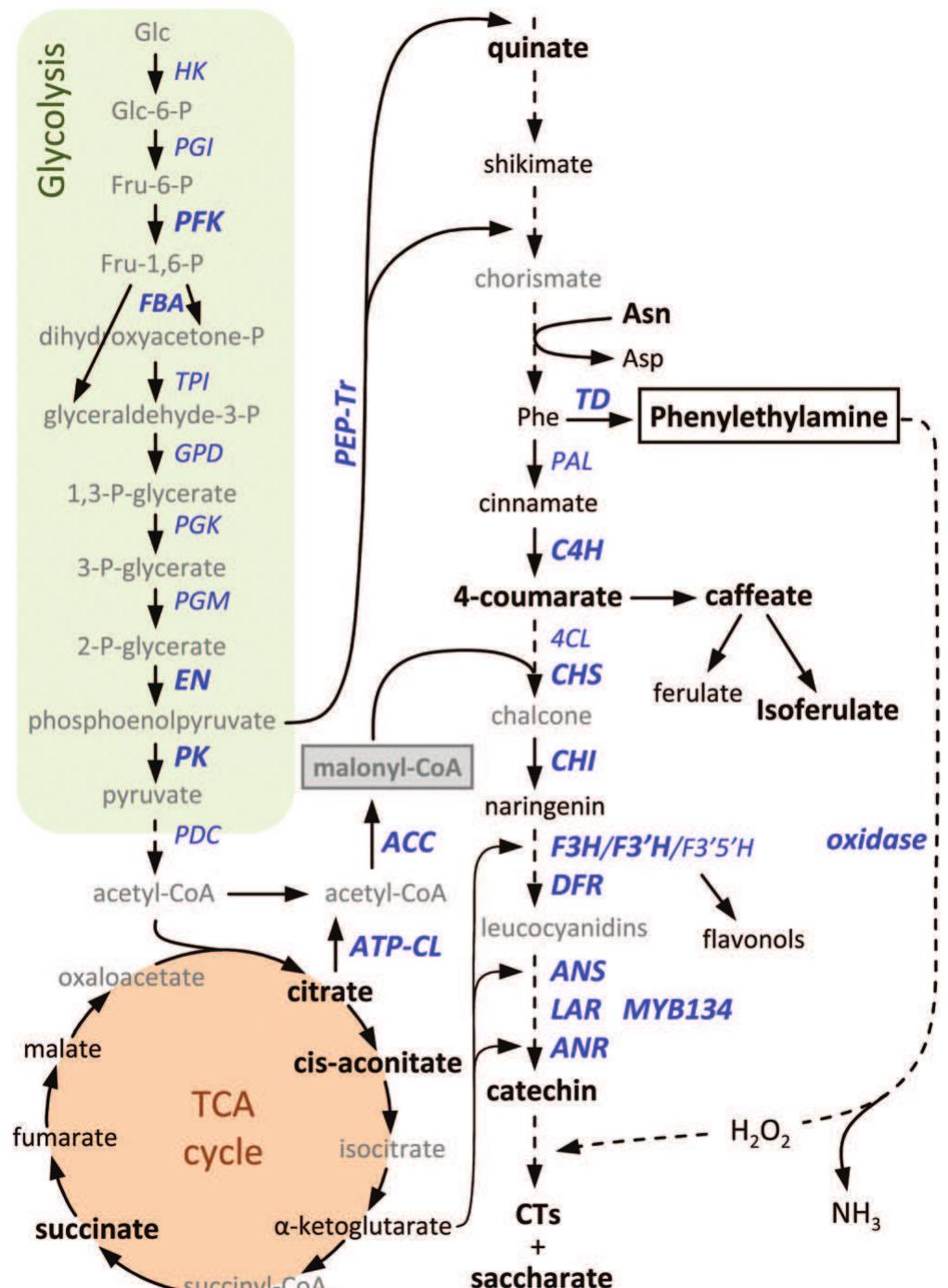 A pathway model integrating glycolysis, tca cycle intermedi-