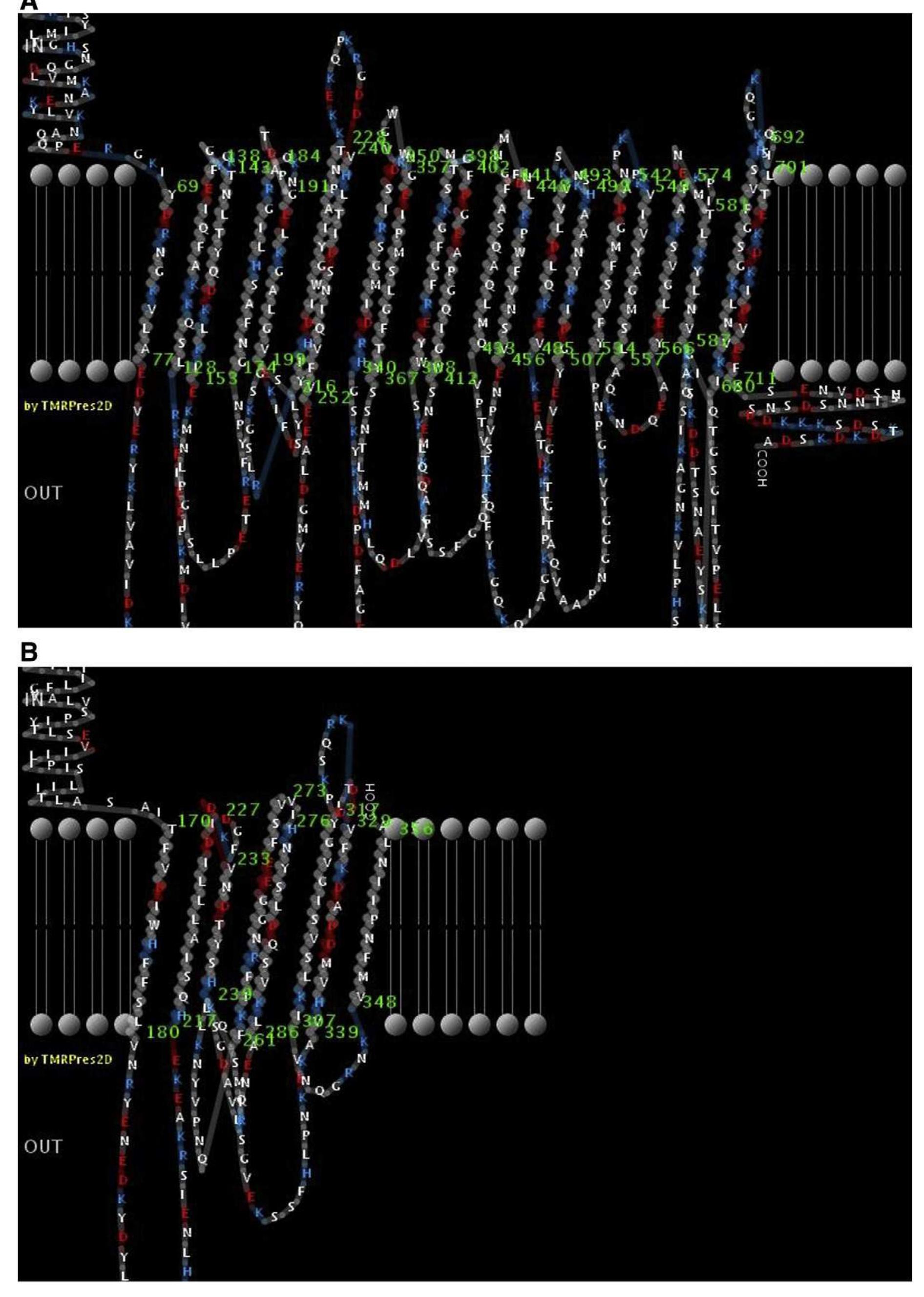 A. 2d structure of penicillin-binding protein 1. b. 2d