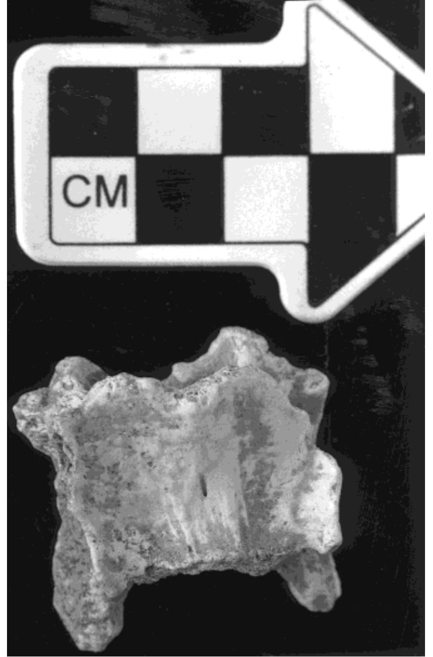 Carnivore chewing on a wolf cervical vertebra.