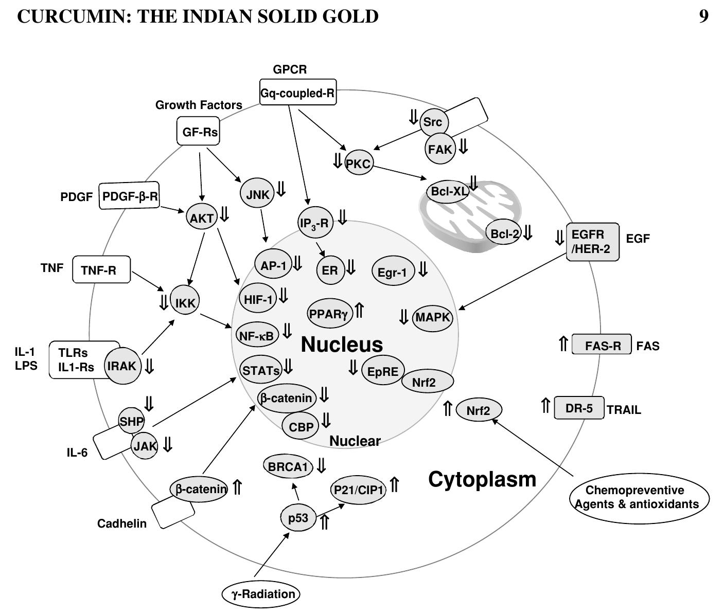 Signaling pathway modulated by curcumin. intermediates