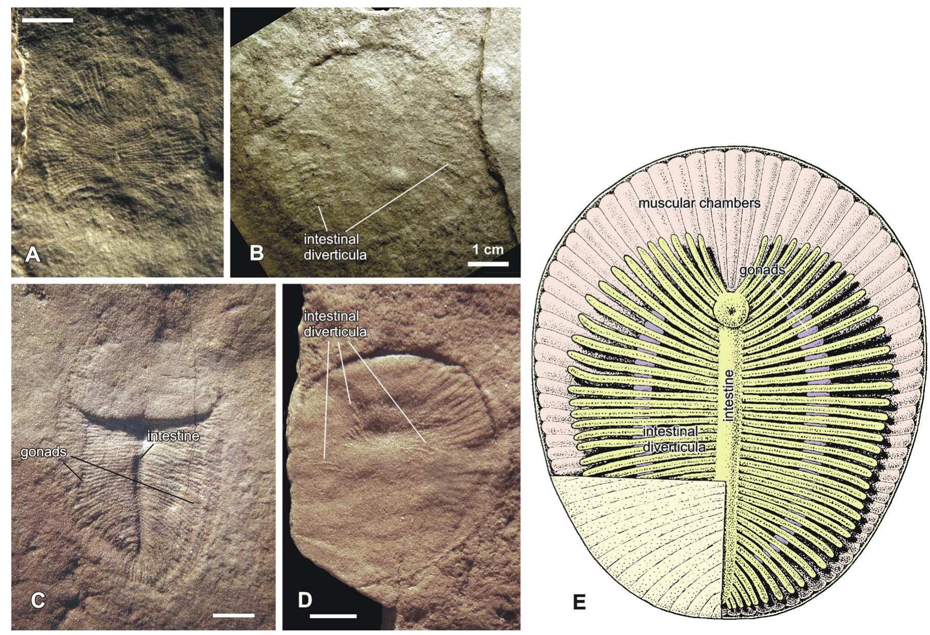 Ig. 6. internal anatomy of dickinsonia. (a) specimen pin