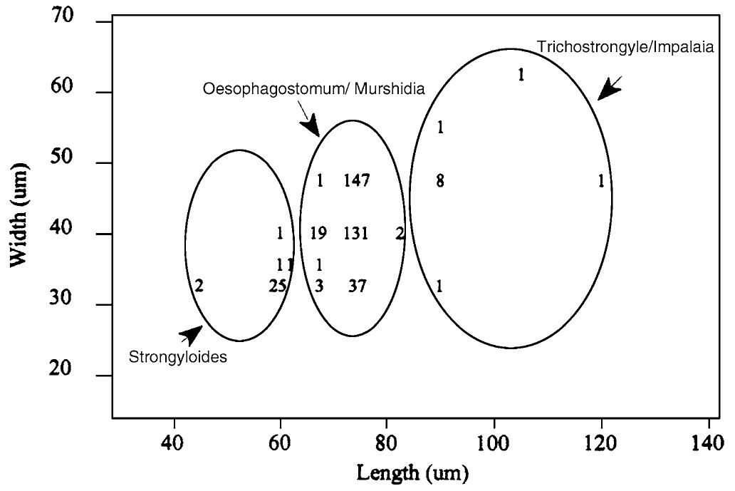 A scattergram prepared from the dimensions of oval- shaped,