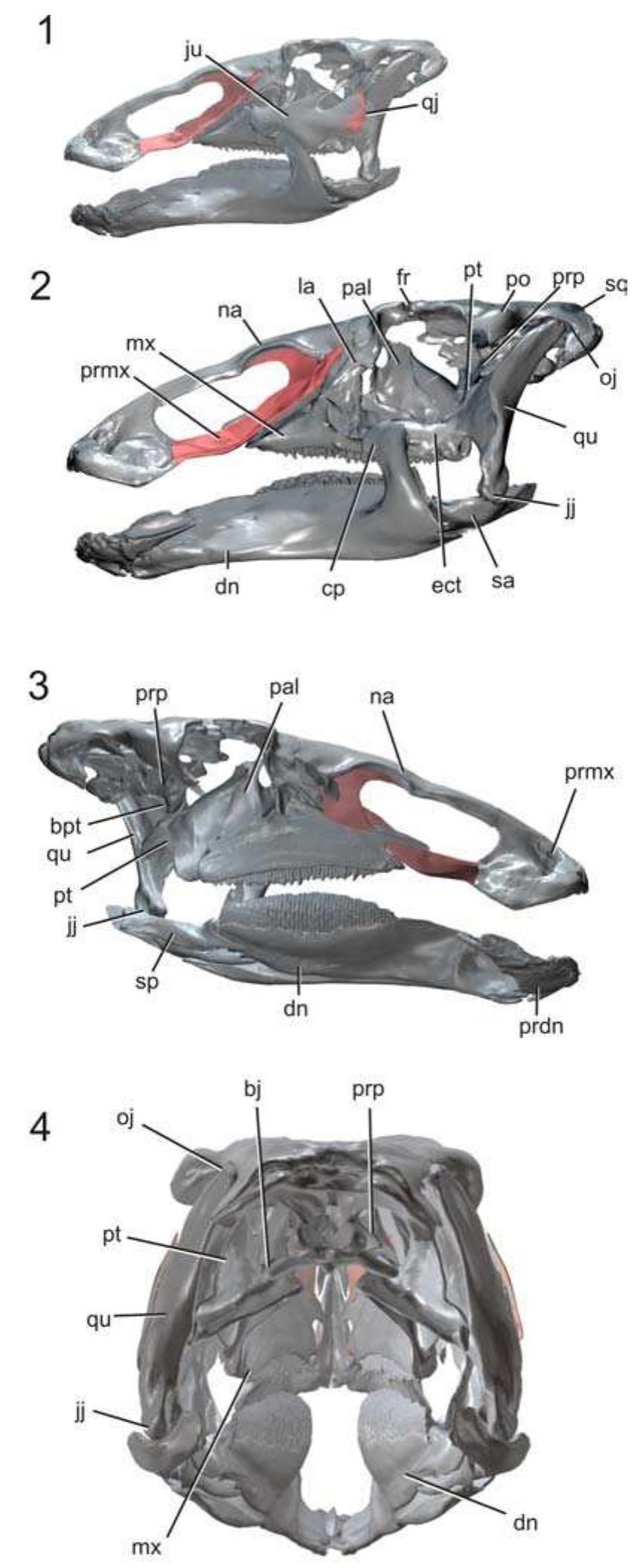 Edmontosaurus cranial anatomy. 1, left, lat- eral view; 2,