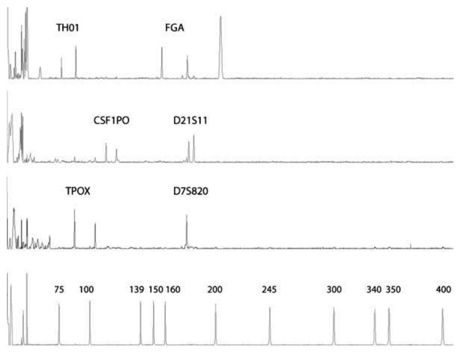 Figure 4 - Development of an entangled polymer solution for