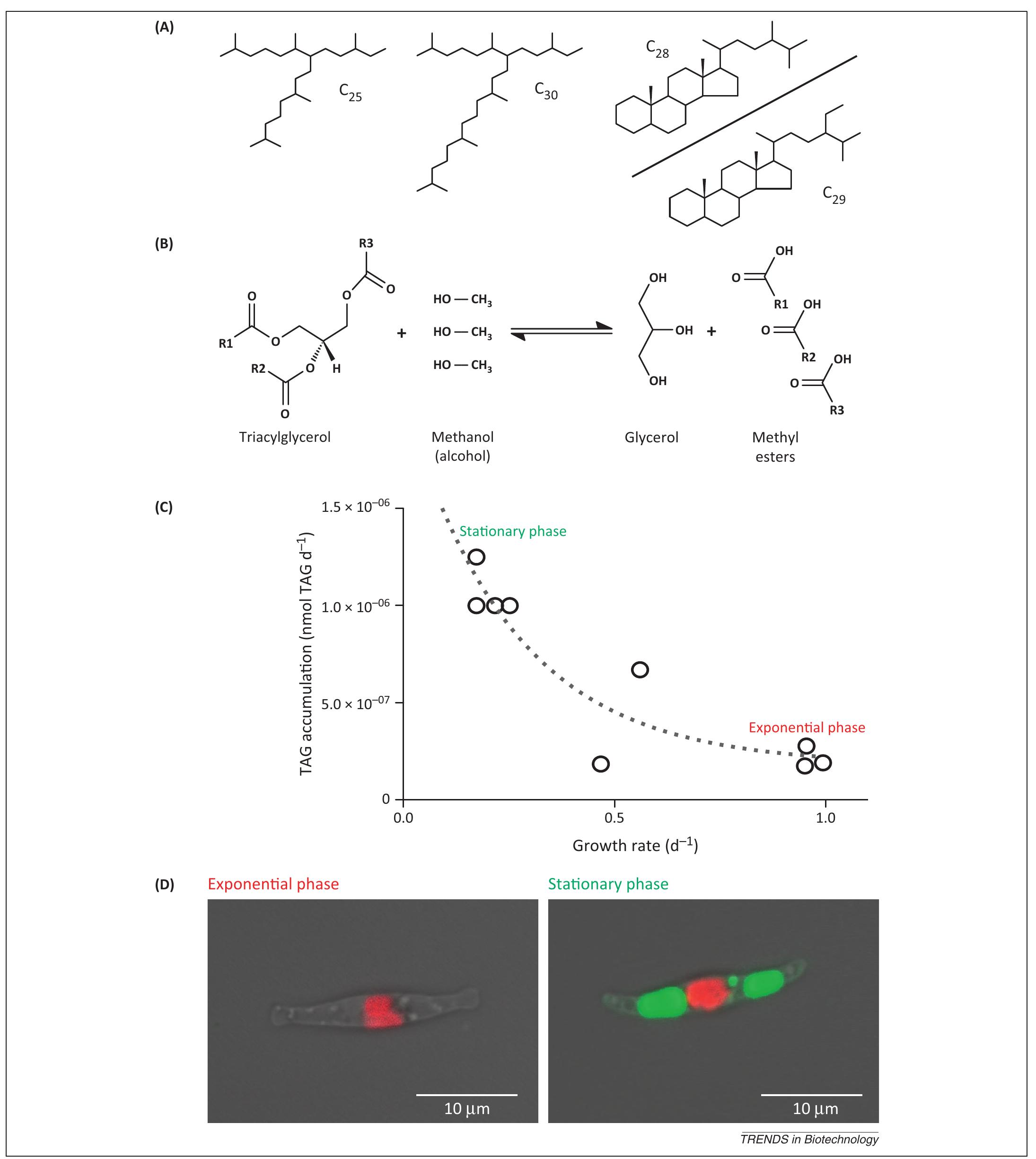 Diatom lipid characteristics. (a) chemical structure of